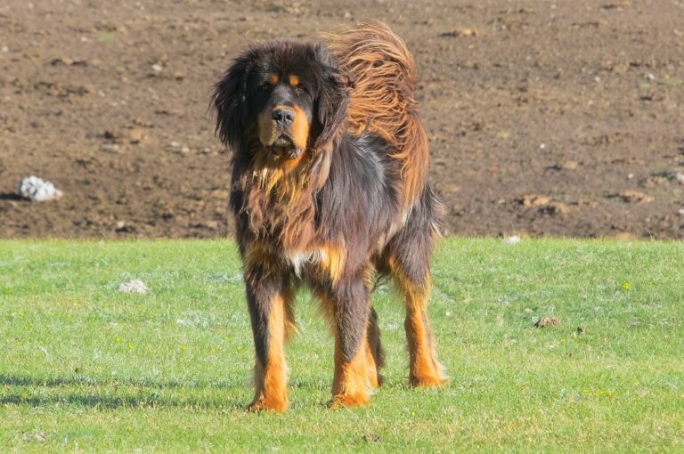Top 13 Mountain Dog Breeds Shaped By Altitude And Attitude