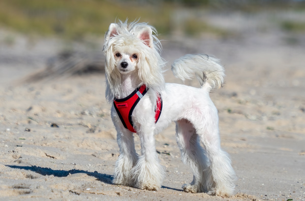 Top 17 Healthiest Dog Breeds Brimming With Health & Vitality