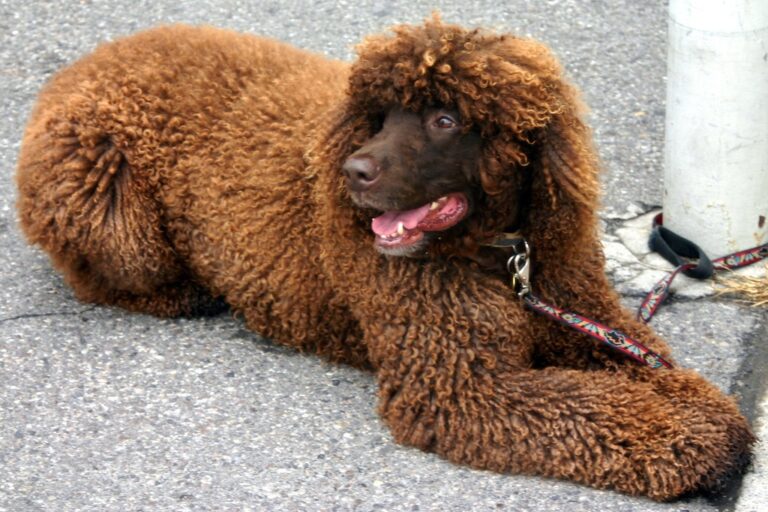 17 Water Dog Breeds That Are More Than Just Good Swimmers