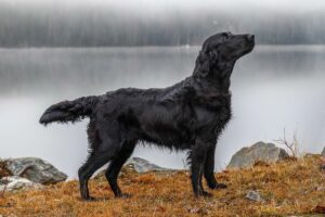 17 Water Dog Breeds That Are More Than Just Good Swimmers