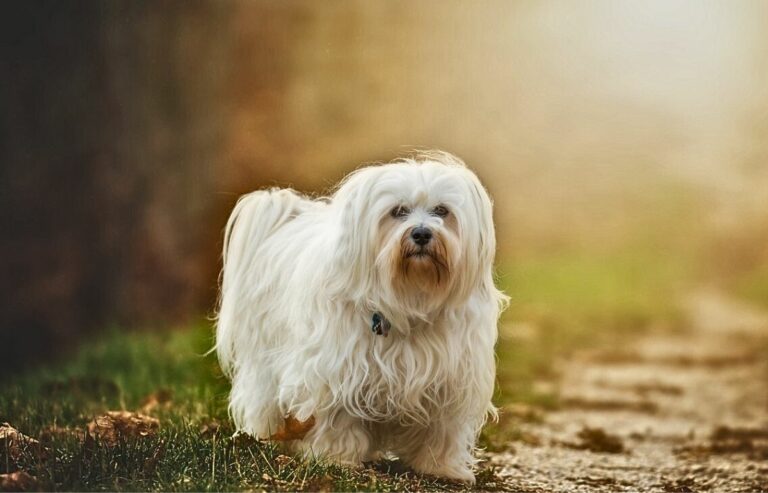 19 Long-Haired Dog Breeds - Charm Of Dogs With Long Hair