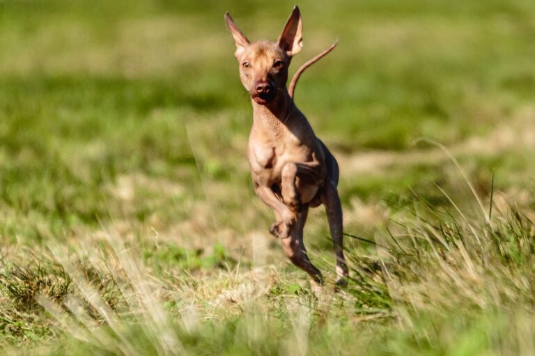 9 Hairless Dog Breeds - Surprisingly Cuddly & Affectionate