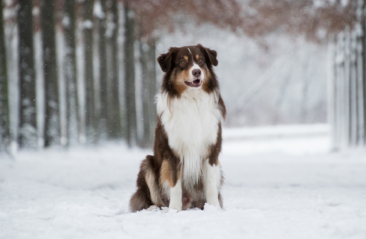 19 Longest Living Dog Breeds