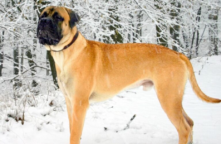 10 Wrinkly Dog Breeds With Unique Folded Fur & Loving Eyes