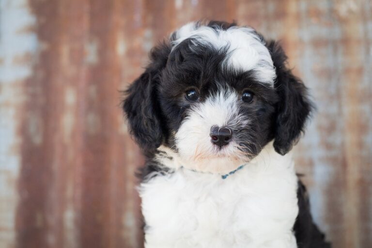 17 Types Of Lovely Doodle Dogs & Poodle Mix Dog Breeds