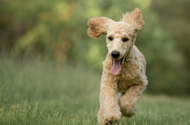 17 Types Of Lovely Doodle Dogs & Poodle Mix Dog Breeds