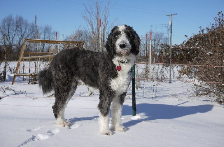 17 Types Of Lovely Doodle Dogs & Poodle Mix Dog Breeds