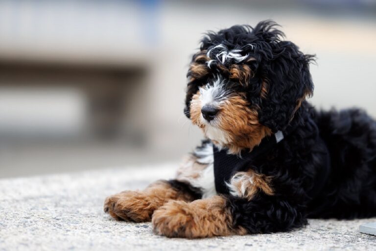 17 Types Of Lovely Doodle Dogs & Poodle Mix Dog Breeds