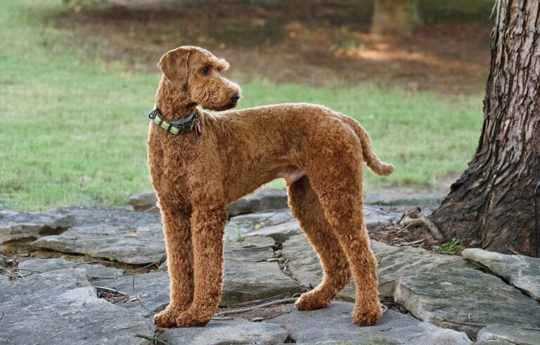 17 Types Of Lovely Doodle Dogs & Poodle Mix Dog Breeds