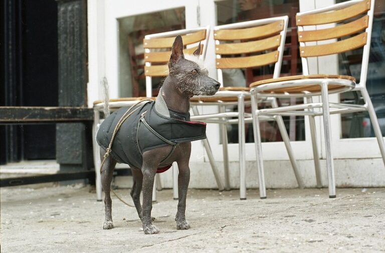 9 Hairless Dog Breeds - Surprisingly Cuddly & Affectionate