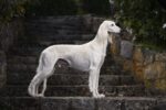 13 Oldest Dog Breeds - Some Existed For Thousands Of Years