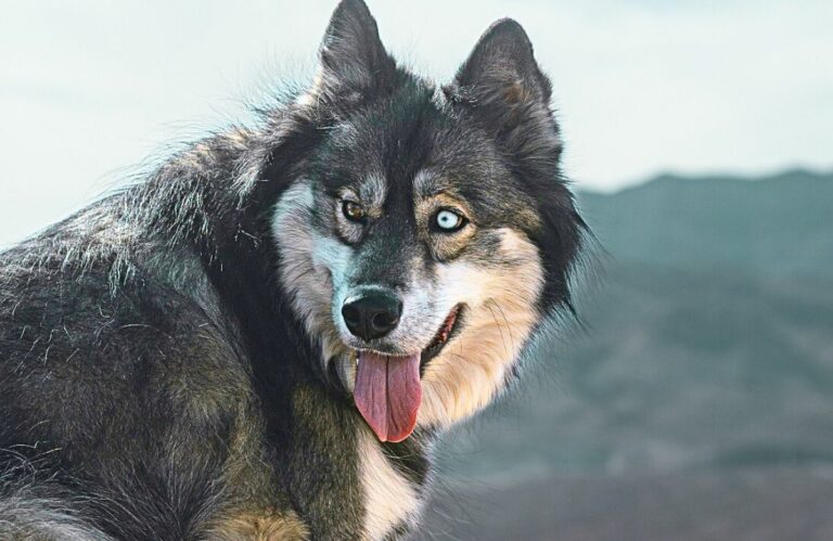 22 Types Of Huskies That Every Dog Enthusiast Should Know