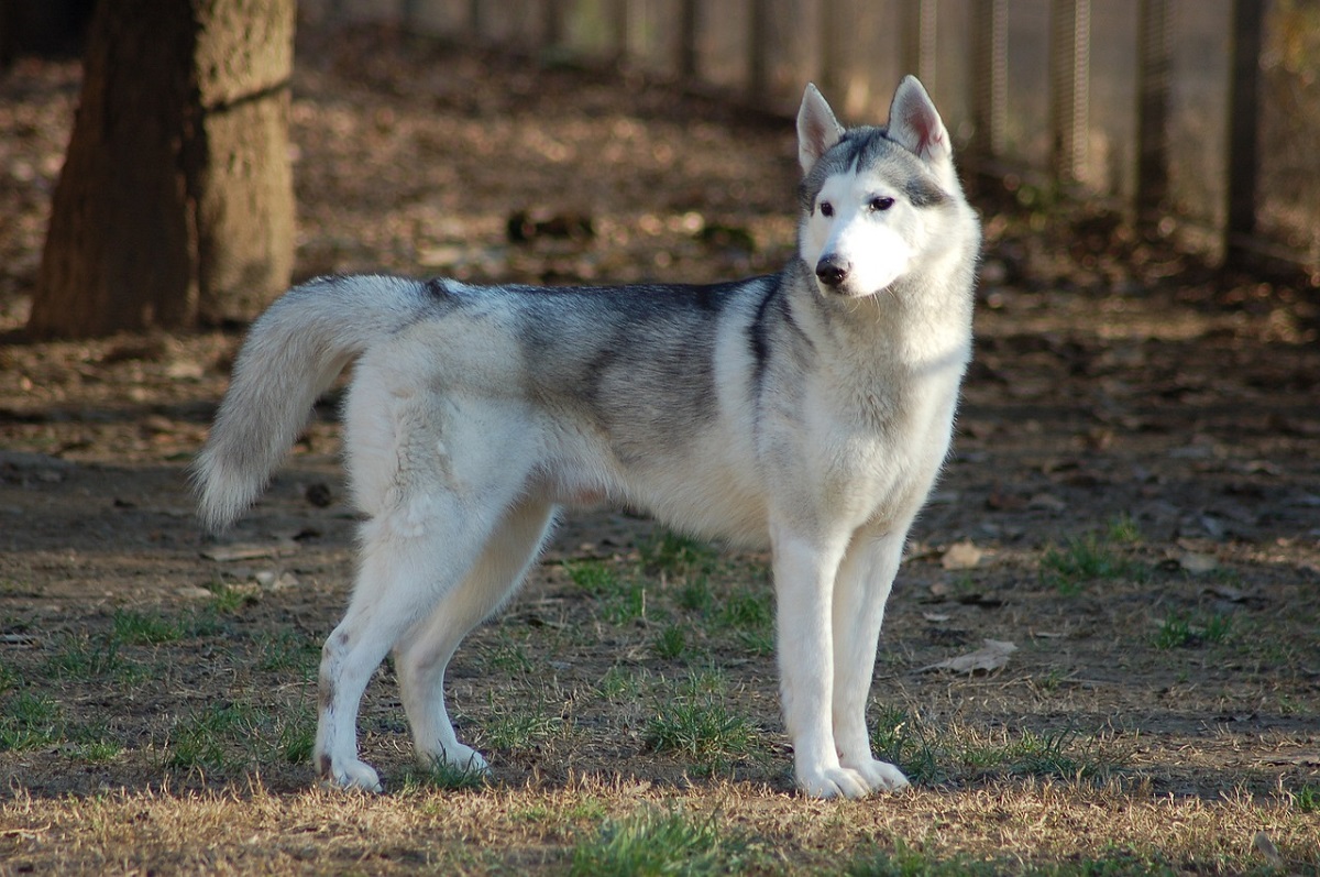Top 17 Beautiful White Dog Breeds To Simply Adore And Admire