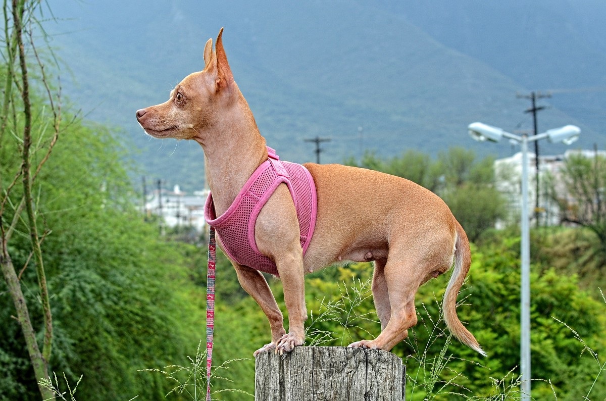 9 Hairless Dog Breeds - Surprisingly Cuddly & Affectionate