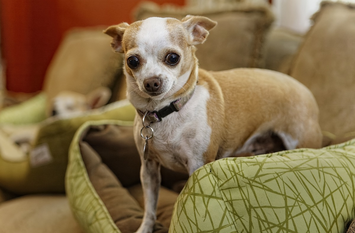 Top 17 Healthiest Dog Breeds Brimming With Health & Vitality