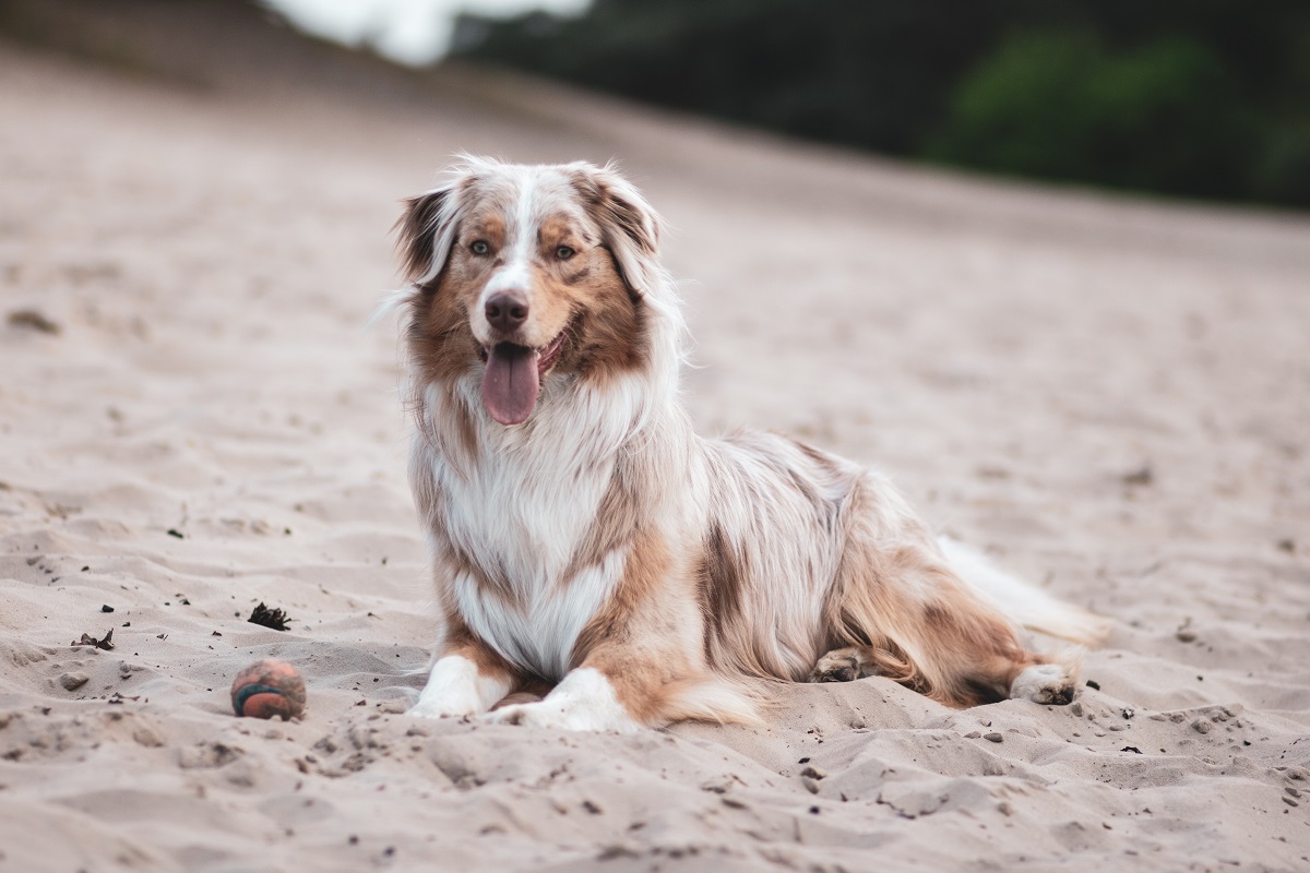Top 17 Healthiest Dog Breeds Brimming With Health & Vitality
