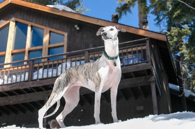 Top 17 Healthiest Dog Breeds Brimming With Health & Vitality