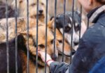 Animal Shelter Statistics - Pet Lifesaving By The Numbers!!