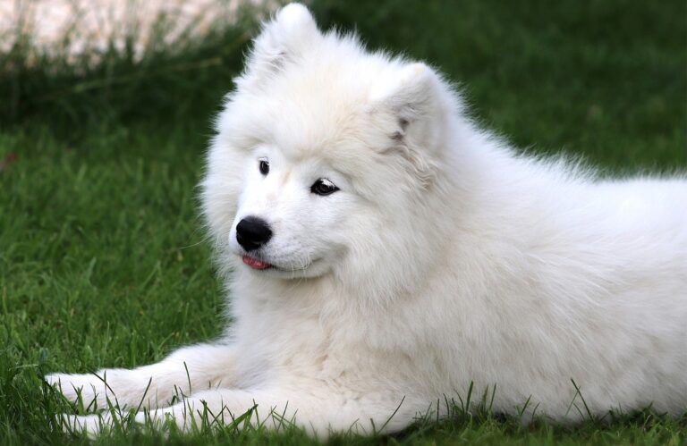 15 Russian Dog Breeds: Dog Breeds From Russia