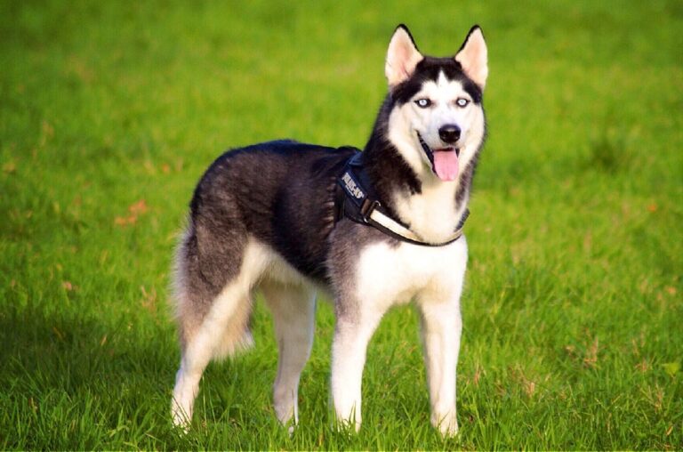 22 Types Of Huskies That Every Dog Enthusiast Should Know