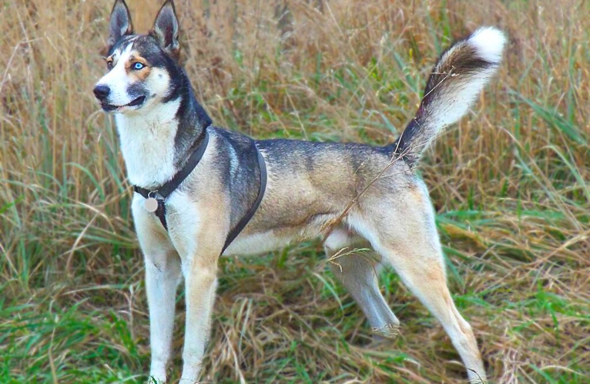 22 Types Of Huskies That Every Dog Enthusiast Should Know
