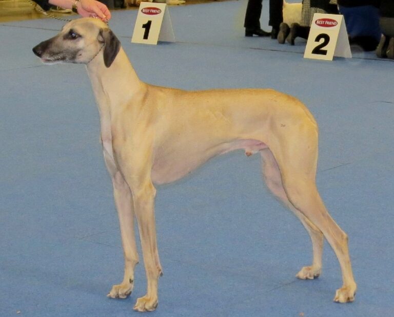 22 Rare Dog Breeds You Might Not Know About