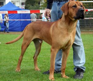 11 Japanese Dog Breeds Full Of Personality And Poise