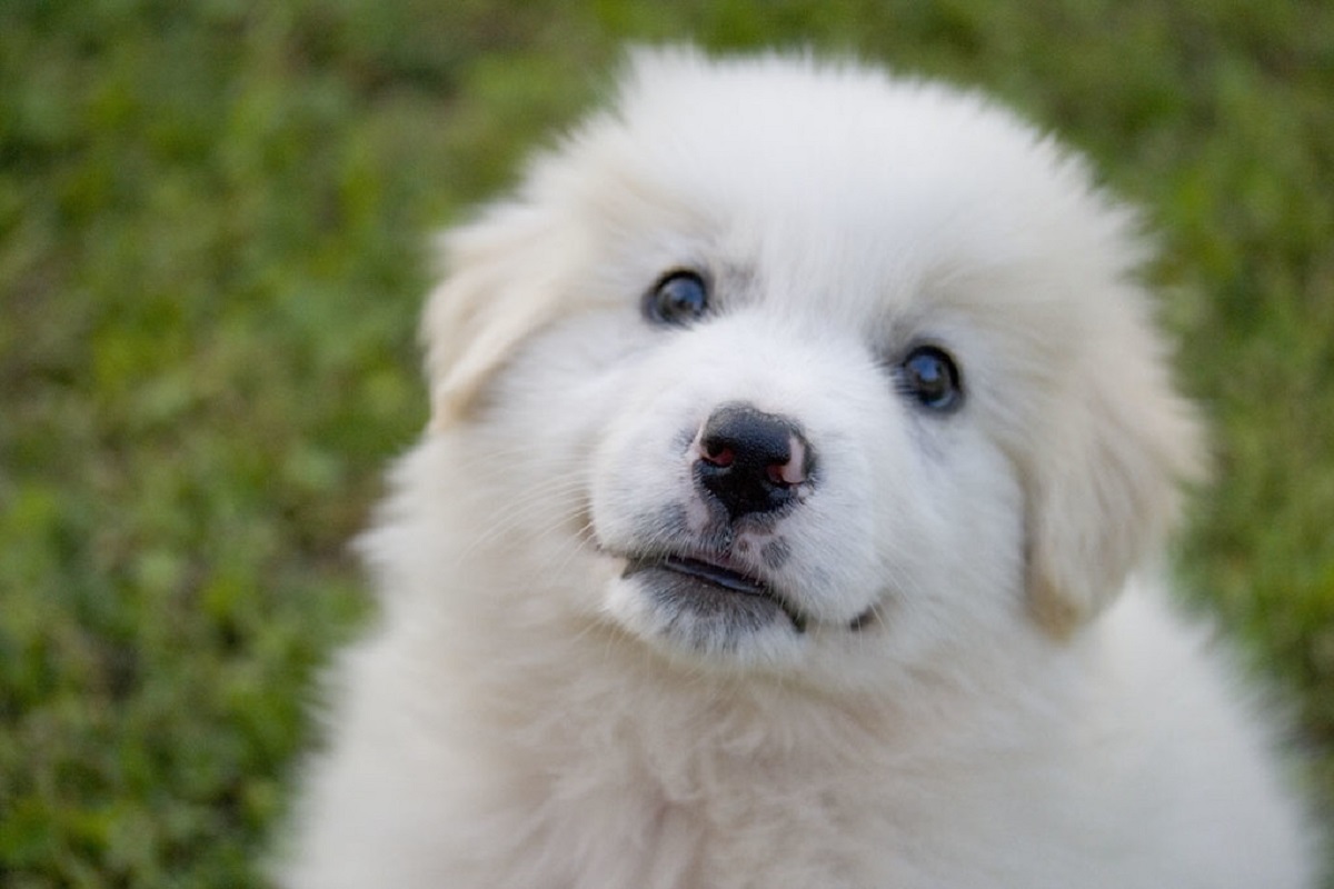 13 Beautiful Italian Dog Breeds You'll Fall In Love With