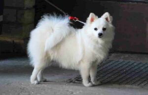 13 Beautiful Italian Dog Breeds You'll Fall In Love With