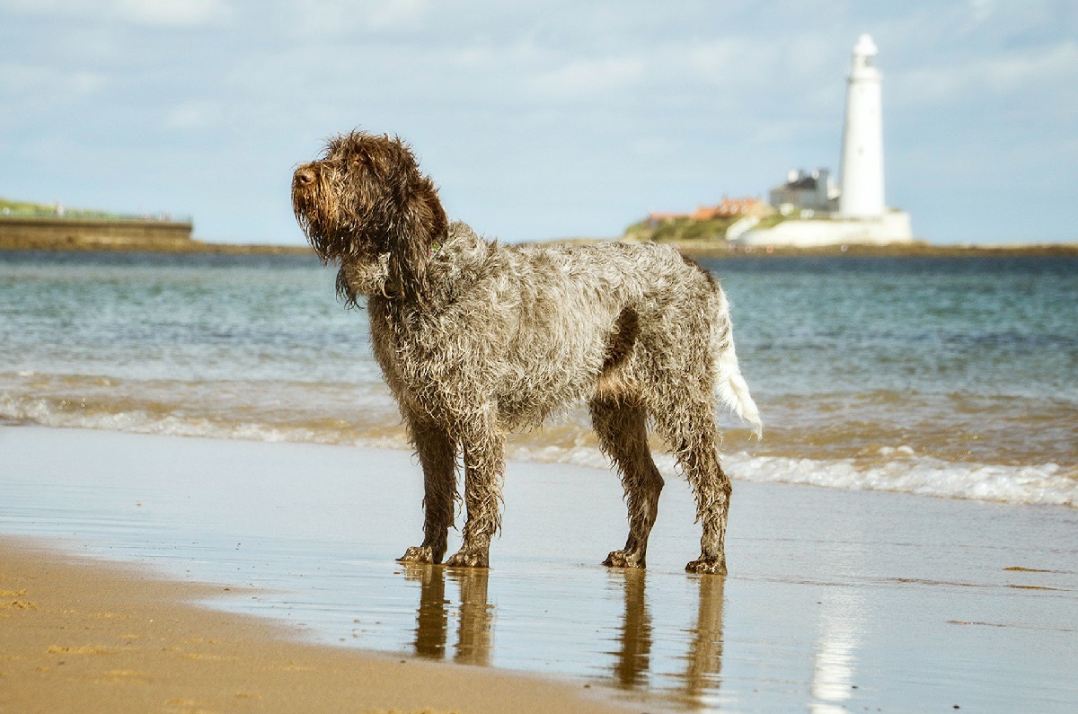 13 Beautiful Italian Dog Breeds You'll Fall In Love With