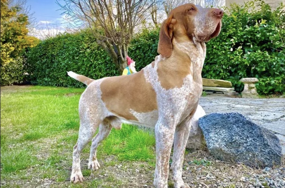 13 Beautiful Italian Dog Breeds You'll Fall In Love With