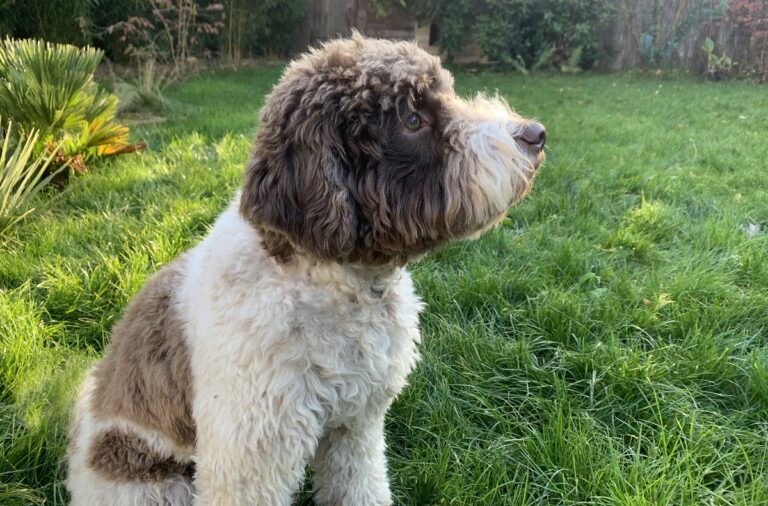 13 Beautiful Italian Dog Breeds You'll Fall In Love With