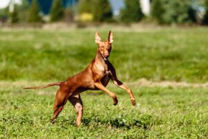 13 Beautiful Italian Dog Breeds You'll Fall In Love With