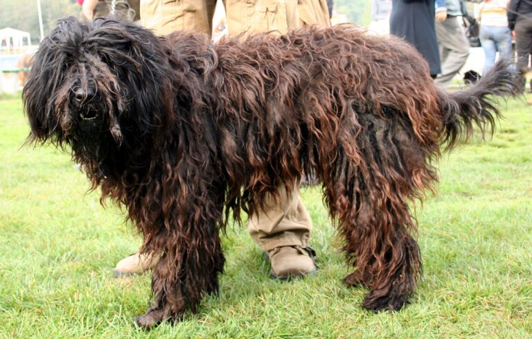 13 Beautiful Italian Dog Breeds You'll Fall In Love With