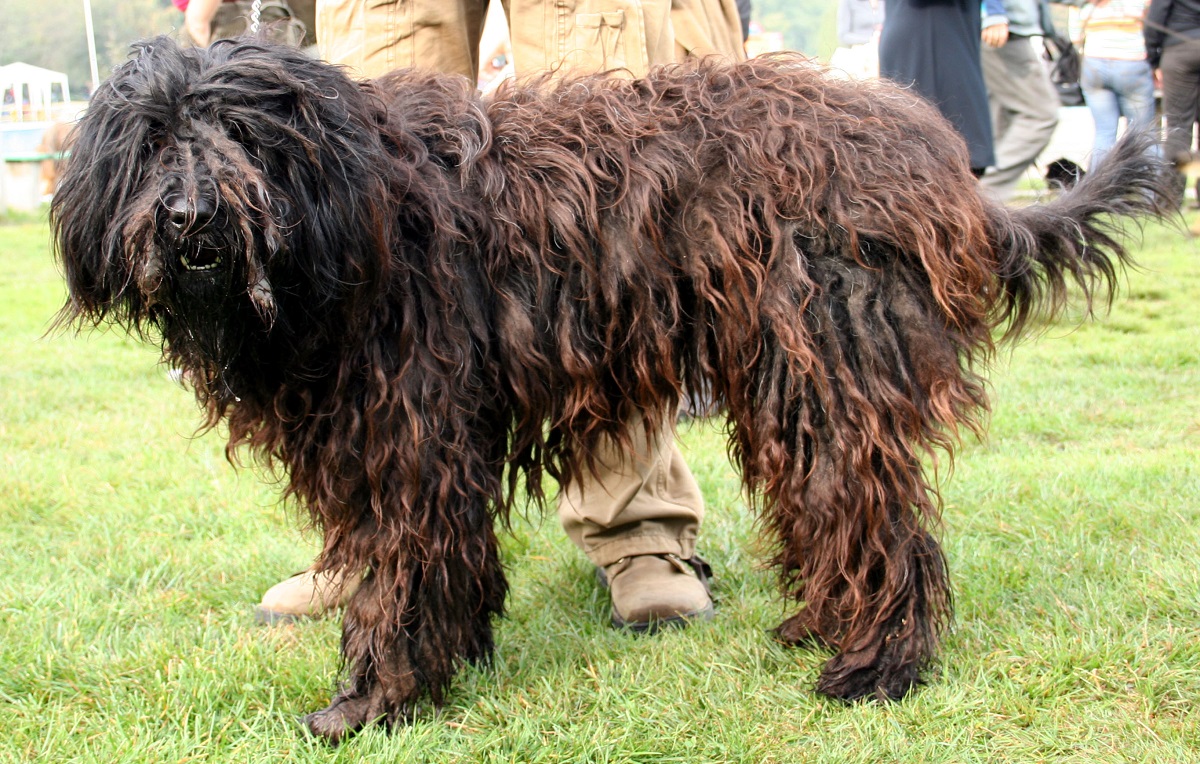13 Beautiful Italian Dog Breeds You'll Fall In Love With