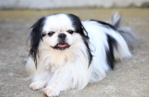 11 Japanese Dog Breeds Full Of Personality And Poise