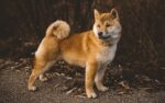 11 Japanese Dog Breeds Full Of Personality And Poise