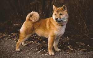 11 Japanese Dog Breeds Full Of Personality And Poise
