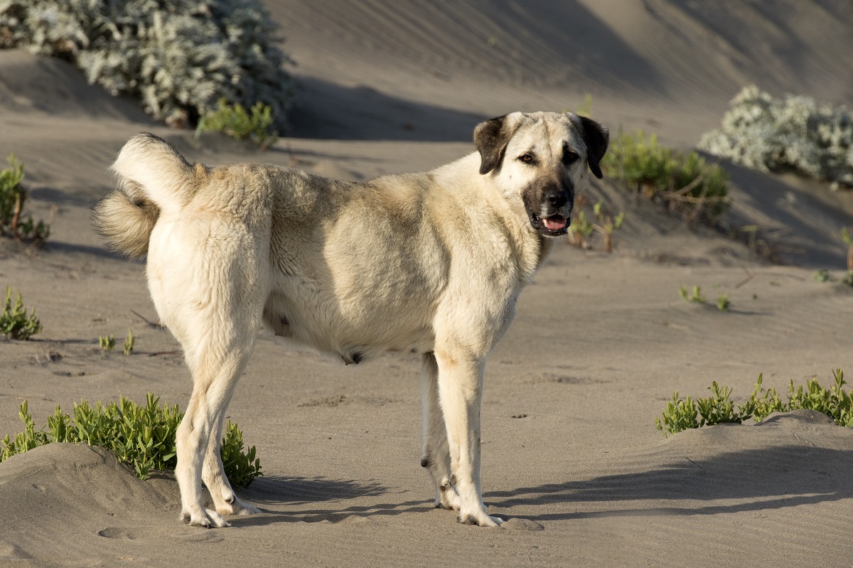 Top 13 Mountain Dog Breeds Shaped By Altitude And Attitude