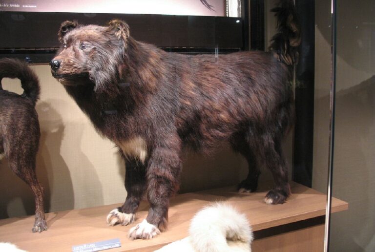 22 Types Of Huskies That Every Dog Enthusiast Should Know