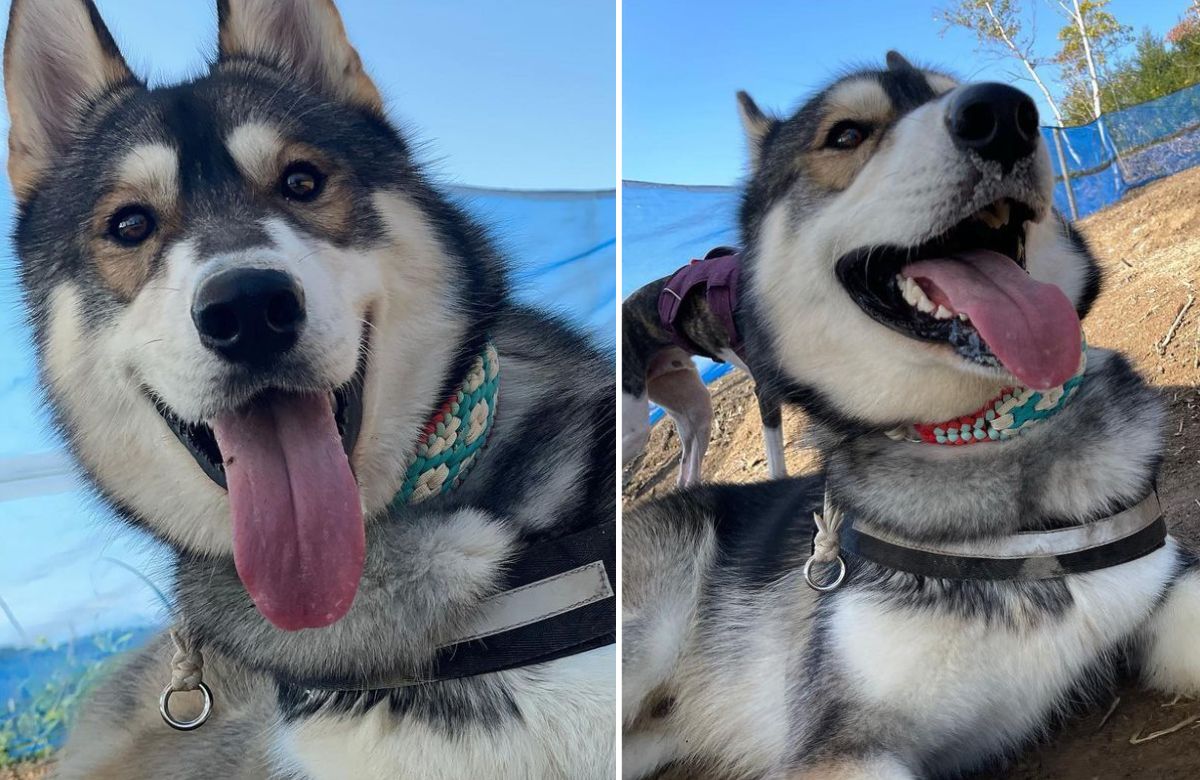22 Types Of Huskies That Every Dog Enthusiast Should Know