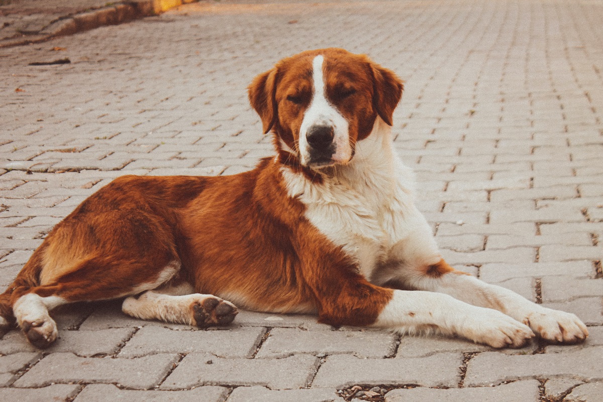 13 Beautiful Italian Dog Breeds You'll Fall In Love With