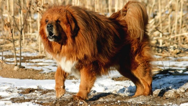 7 Mastiff Dog Breeds Exuding Strength, Grace, & Love