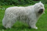 15 Russian Dog Breeds: Dog Breeds From Russia