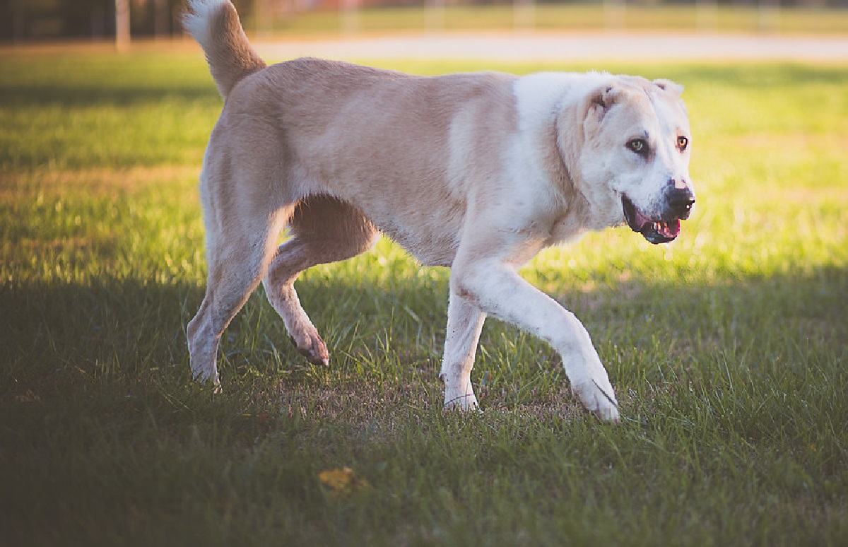 15 Russian Dog Breeds: Dog Breeds From Russia - TOP DOG SITE