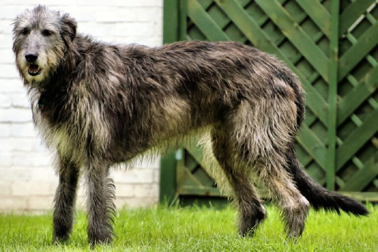 13 Tallest Dog Breeds Who'll Stand Taller Than Their Owners