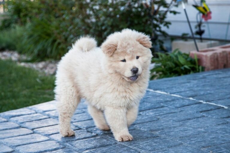15 Lazy Dog Breeds With Low Energy