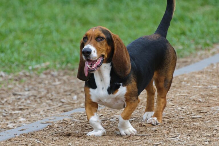 15 Lazy Dog Breeds With Low Energy