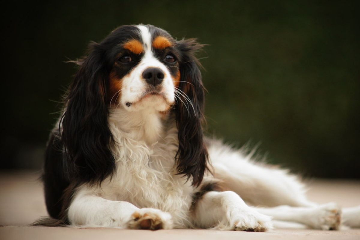 15 Lazy Dog Breeds With Low Energy - TOP DOG SITE