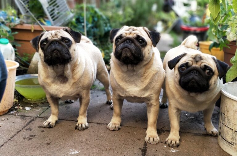 15 Lazy Dog Breeds With Low Energy